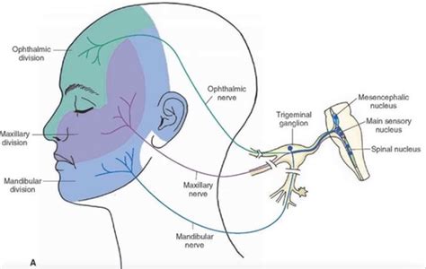 5005 Trigeminal Pathways Flashcards Quizlet