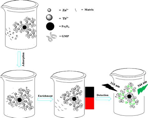 Schematic Description Of Zn²⁺ Enrichment And Sensing Using Magnetic