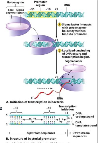 20 Transcription 1 Flashcards Quizlet