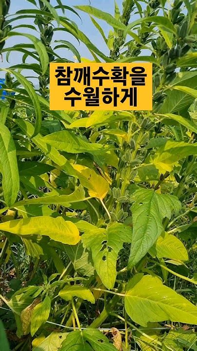 참깨수확을수월하게 참깨수확시기 깻잎따주기 송산포도늘봄농장 Youtube