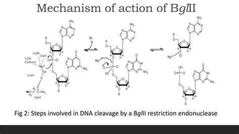 Presentation On Restriction Enzyme Bglii Bgiii Pptx Chemistry Science