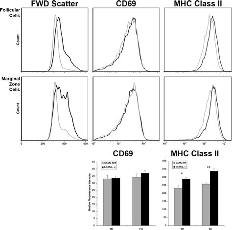 Figure 1 From Survival And Homeostasis Essential Role For Caml In Follicular B Cell Semantic