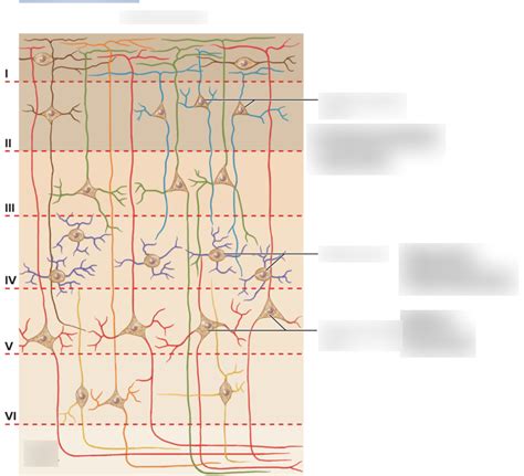Neocortex Diagram Quizlet