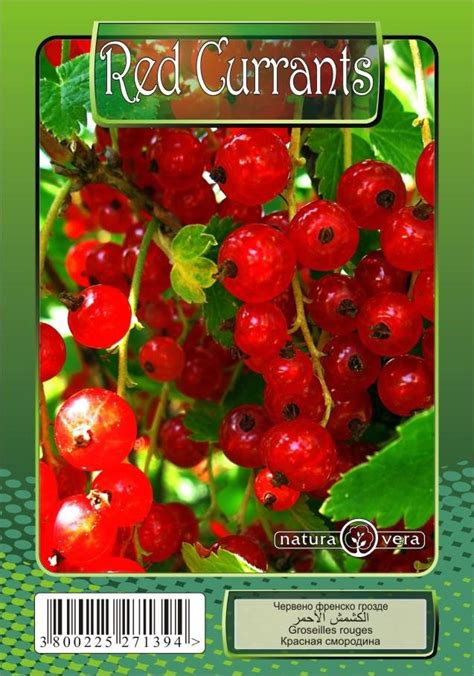 Плодни храсти Ф8 см, микс Natura vera | HomeMax | Oferta.bg