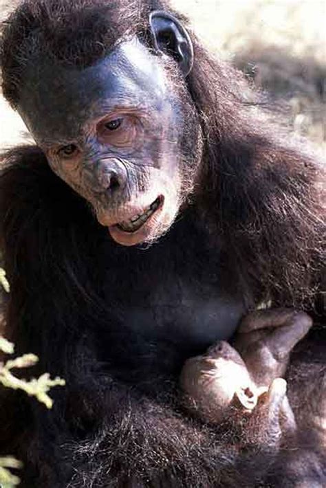 Australopithecus Afarensis Documentary ”walking With Cavemen”