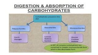 DPT Biochemistry Genetics II Metabolism Of Carbohydrates Digestion Absorption Of