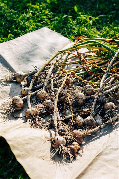 Premium Photo Harvested Garlic Drying On Paper Under Sun Light