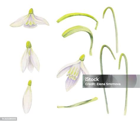 수채화 수선화 손으로 그린 봄 수선화 꽃 새싹 잎 및 줄기가있는 물체 세트 흰색 배경에 고립되어 있습니다 초대장 결혼식 부활절 인사말 카드 종이 인쇄물 섬유 디자인 0명에