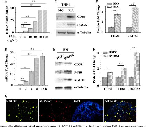 Figure 1 From Response Gene To Complement 32 Protein Promotes