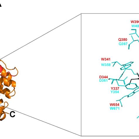 alphafold2 structure of tega and active site residues proposed model
