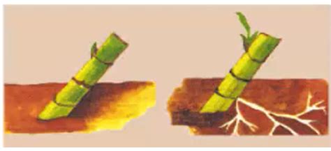 Công nghệ Bài Gieo trồng cây nông nghiệp Giải bài tập Công nghệ lớp hay và chi tiết nhất