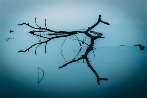 Premium Photo Tree Branches In The Water And The Reflection