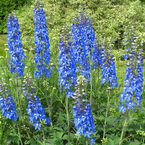 Delphinium Dwarf Magic Fountain Mixed Delphinium Premier Seeds