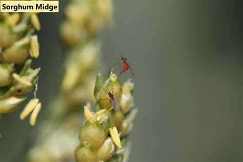 Sorghum Midge Ut Crops Pest Guides