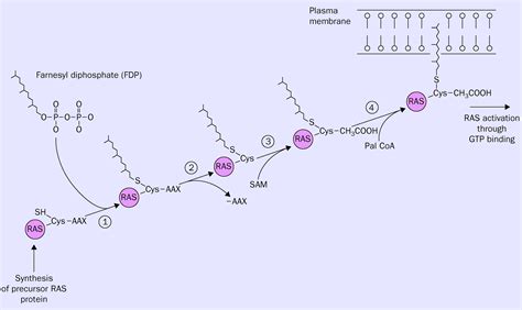 Farnesyl Transferase Inhibitors A Novel Targeted Therapy For Cancer