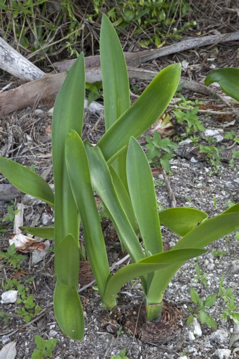 Plant With Long Green Leaves Plant Ideas