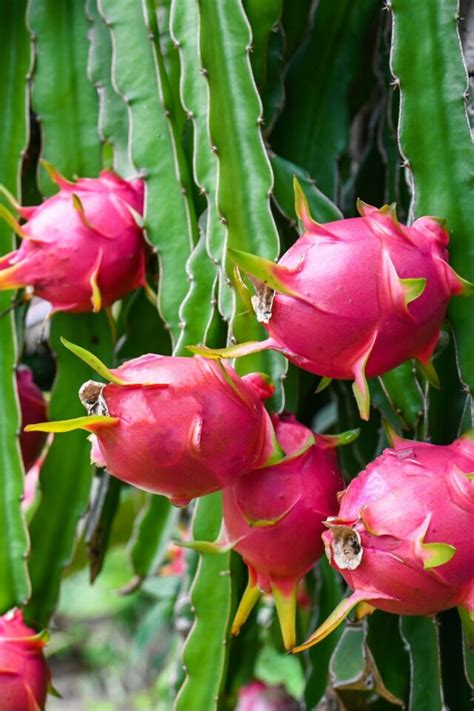 What Does Dragon Fruit Taste Like 3 Recipes Included