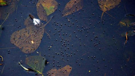 Ai Enhanced Microscope Shows Promise In Detecting Malaria Parasite