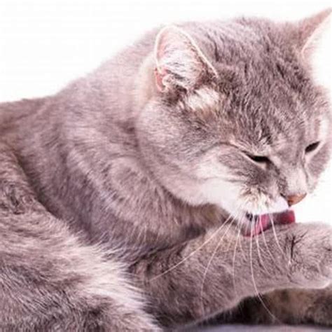 How Do I Get My Cat To Stop Licking His Fur Off Diy Seattle