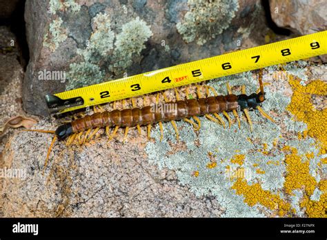 Giant Desert Centipede Scolopendra Heros Ruby Road Santa Cruz County