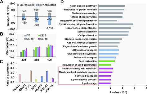 Comparative Transcriptomic Analysis Of Developing Seeds Between The Oe
