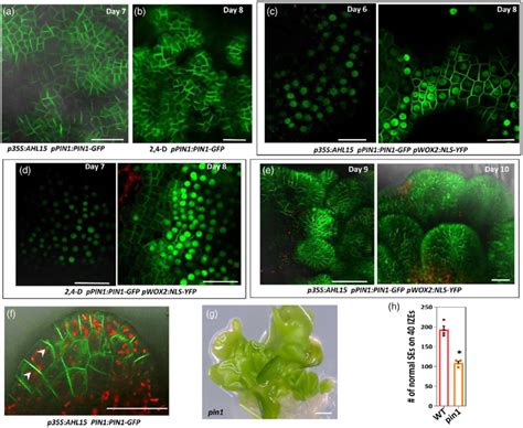 Expression And Localization Of Pin1 During Ahl15 And 24 D Induced Se