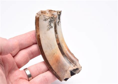 Toxodon Tooth Toxodon Platensis 105 Mm Catawiki Toxodon Tooth Toxodon Platensis 105 Mm Catawiki