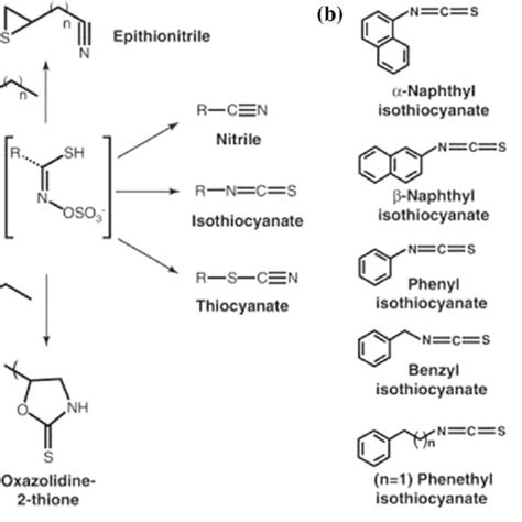 General Chemical Structure Of Glucosinolates A And Enzymatic