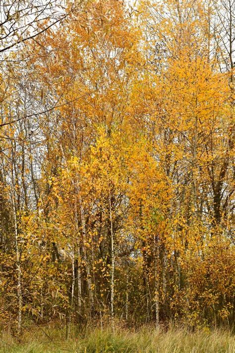 Autumn The Leaves On The Trees Turned Yellow Stock Photo Image Of Color Tree