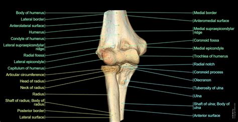 Humerus Radius Ulna Joint
