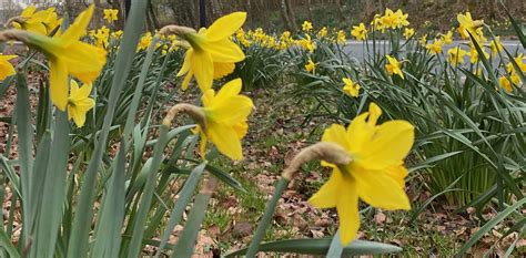 Connecting To Managed Ksqldb In Confluent Cloud With Rest And Ksqldb Cli