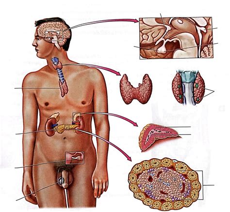 Endocrine System Diagram Quizlet