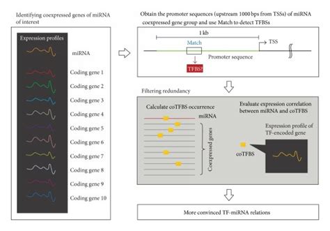 The Summary Of Detecting Tf Mir Regulatory Relations In Human Genome Download Scientific Diagram