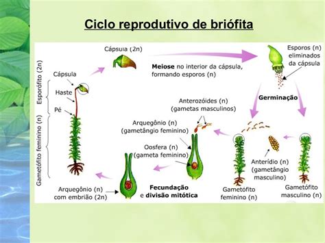 A Vegetação Apresenta Adaptações Ao Ambiente Retoedu