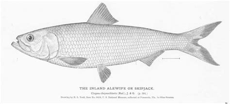 Skipjack Shad Facts Diet Habitat And Pictures On Animaliabio