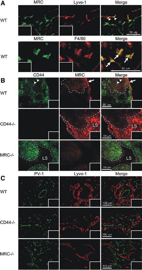 Figure 2 From Cd44 Binds To Macrophage Mannose Receptor On Lymphatic Endothelium And Supports