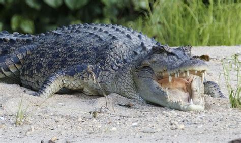 Sex Mad Crocodiles In Australia Due To Chinooks Flying Overhead World