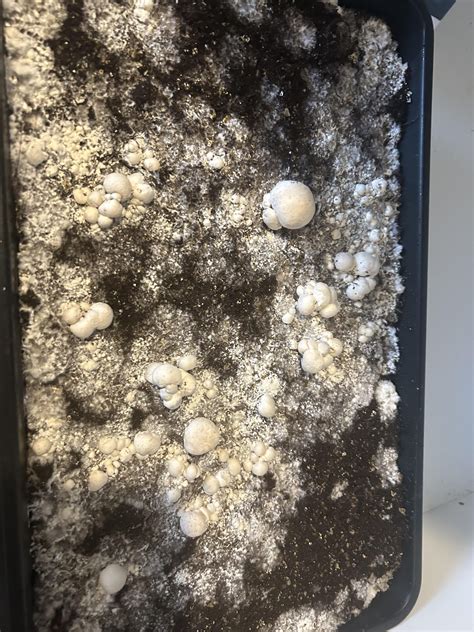 Pe Blobs How Will I Know When Theyre Ready R Shroomers