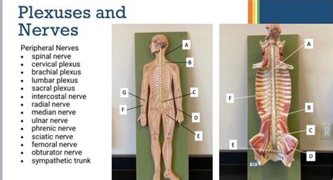 Plexuses A Nerves Peripheral Nerves Spinal Nerve