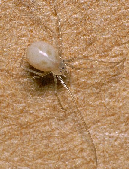 Spiderling Id Spermophora Senoculata Bugguide Net