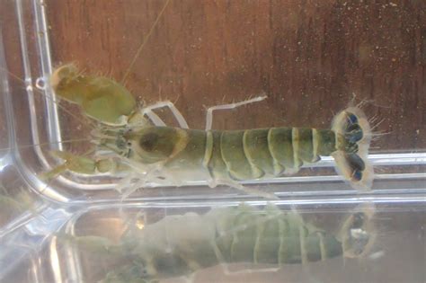 テッポウエビ属の一種ふなばし三番瀬海浜公園ふなばし三番瀬環境学習館