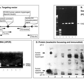 A Schematic Illustration Of The Targeting Vector The Vector Is Download Scientific Diagram