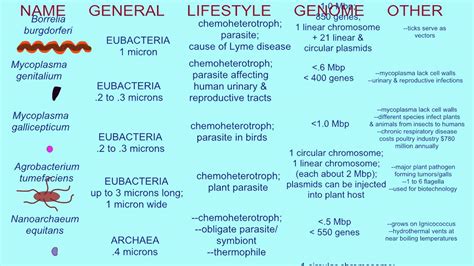 Variations In Chemoheterotrophic Bacteria Parasites Youtube