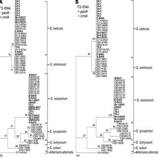 A Maximum Parsimony MP Tree Based On Combined ITS RDNA And Gapdh I Download Scientific