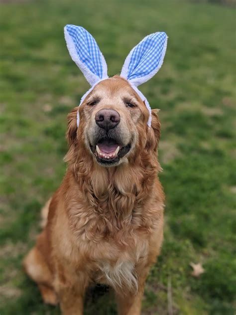 Jameson The Easter Buddy Rgoldenretrievers