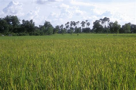 វិស័យ កសិកម្ម នៅ ប្រទេស កម្ពុជា ក្នុងអំឡុងពេល នៃ ជំងឺ កូ វី ដ ១៩ Open Development Cambodia Odc