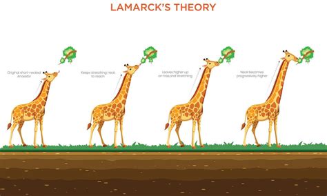 Illustration Of Lamarck Theory Giraffe Neck Growing Longer To Reach Leaves 53976467 Vector Art