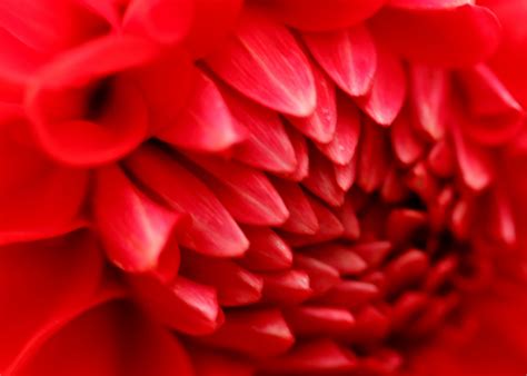 图片素材 红 花瓣 粉 特写 厂 宏观摄影 大丽花 开花植物 chrysanths 桃子 非洲菊 茶花 多年生植物