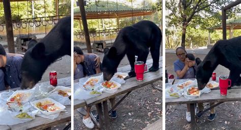 Video Oso Sorprende A Familia Y Se Come Sus Tacos En Parque De Nuevo Le N Noticias Diario