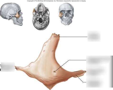 Zygomatic Bone Lab 2 Exam Diagram Quizlet